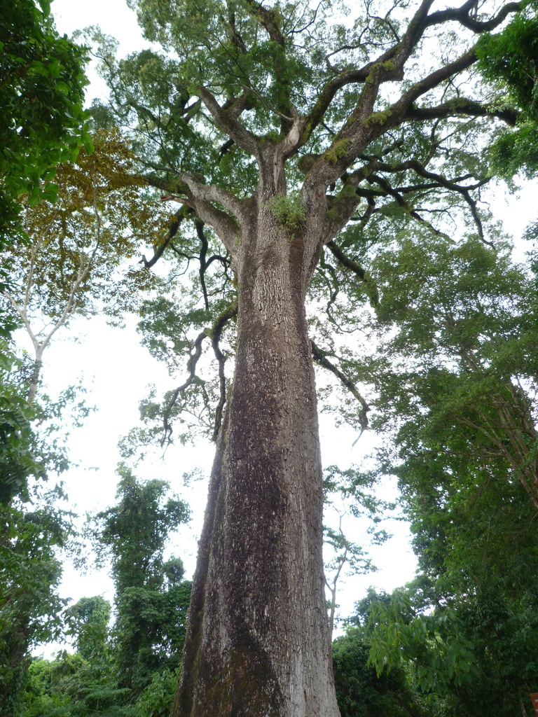 L’albero di Abarco (Cariniana legalis)