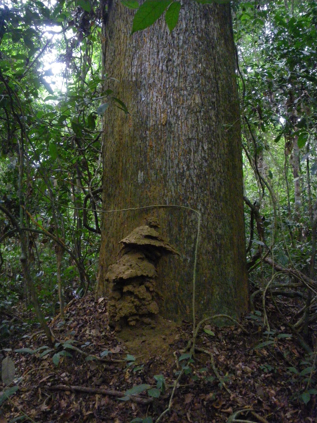 Agba (Prioria Balsamifera)