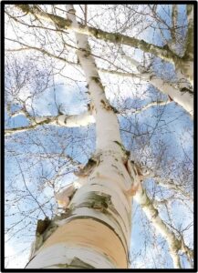 Betulla (Betula pendula)